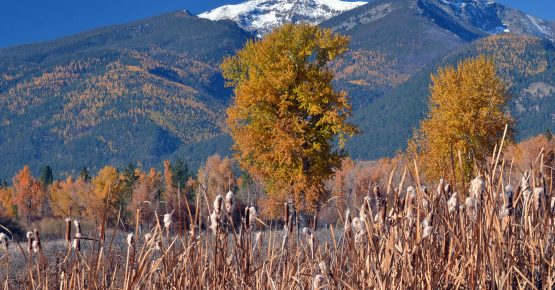 Local Area Guide | SweetSageMT